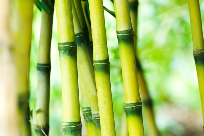Alat Sunat Tradisional Bambu dan Sunat Modern Mahdian Klem - Rumah ...